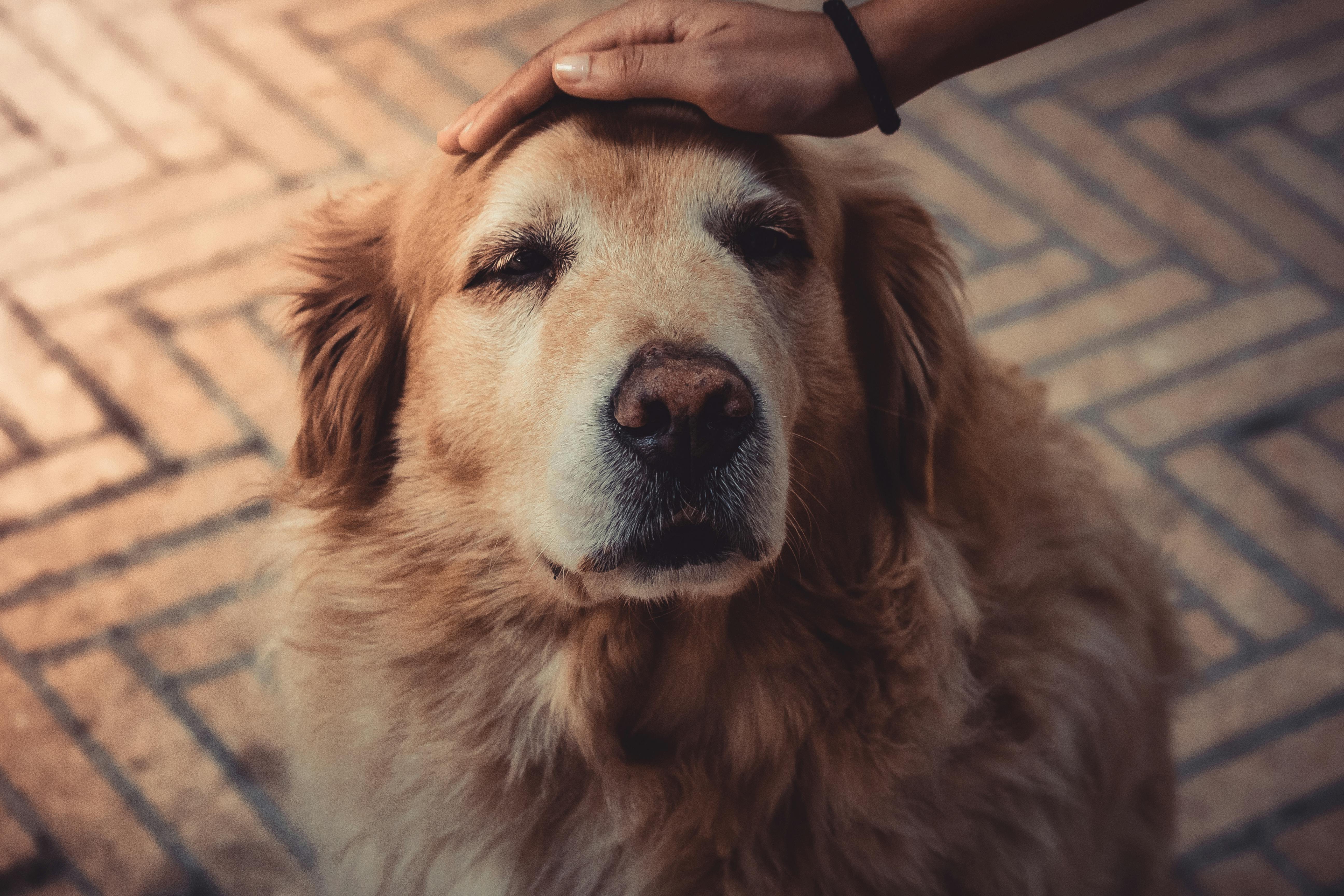 Matelas Orthopédique Chien : Le Soulagement Contre l'Arthrose & Mal de ...